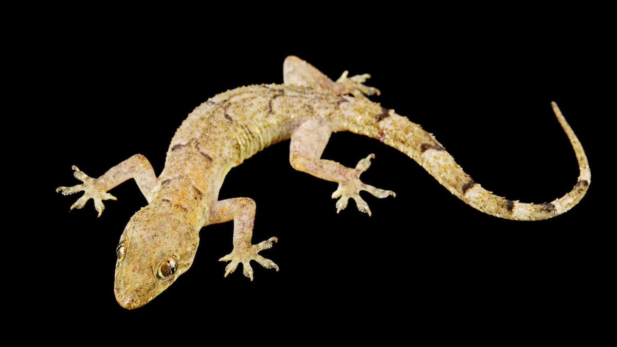 Geckos May Be Famously Sticky, but Here's What Stumps Them | National ...