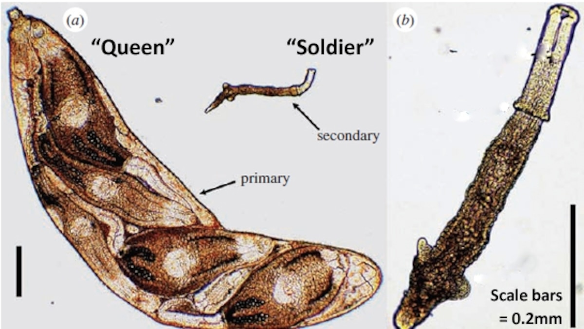 Attack of the cloned soldier worms | National Geographic