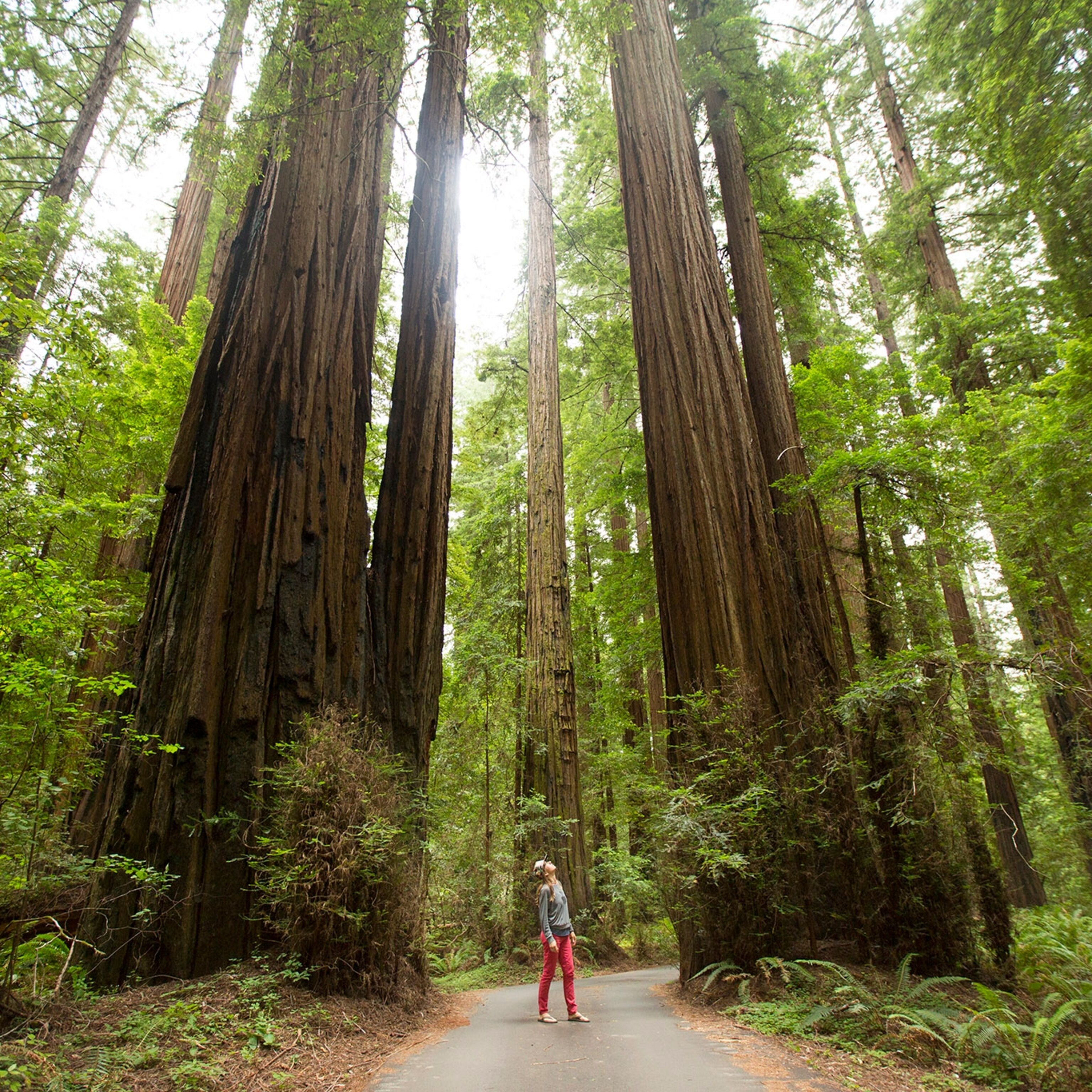 Redwood Trees National Geographic