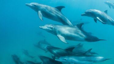 Bottlenose Dolphin | National Geographic