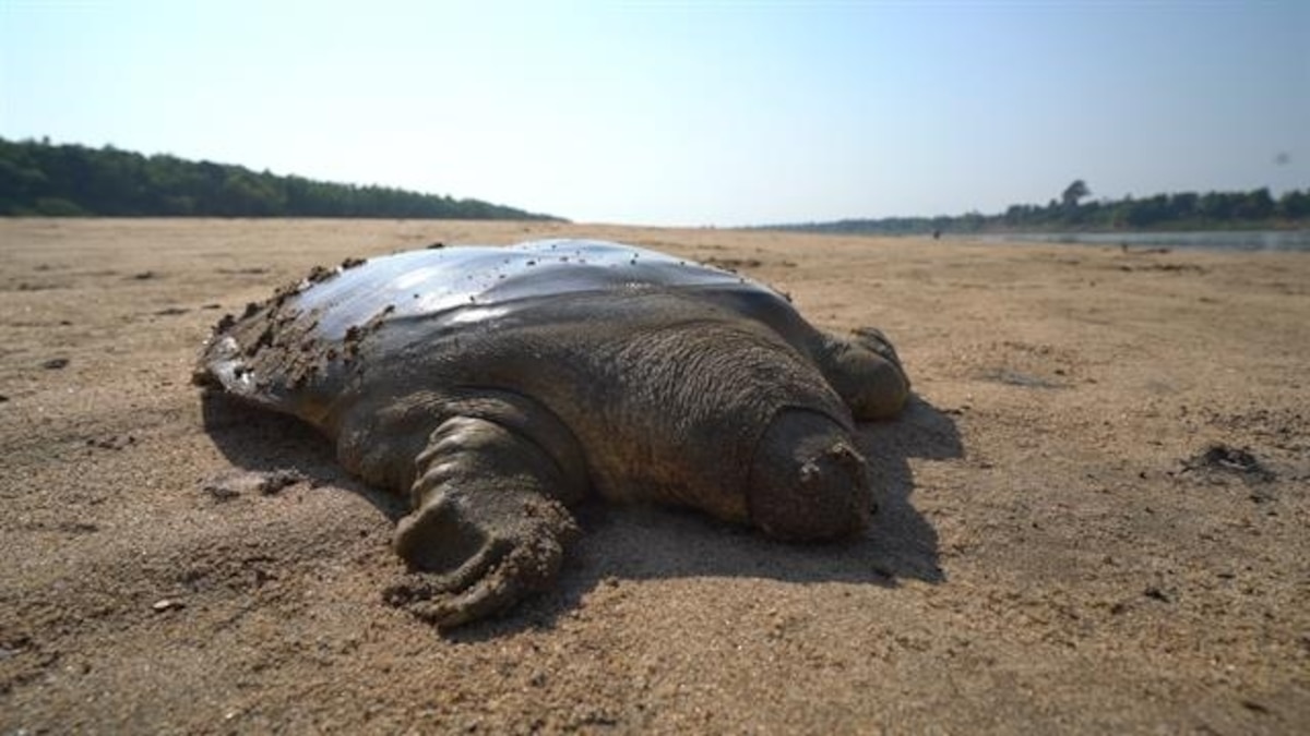 Cantor's softshell turtles recovering in Cambodia | National Geographic