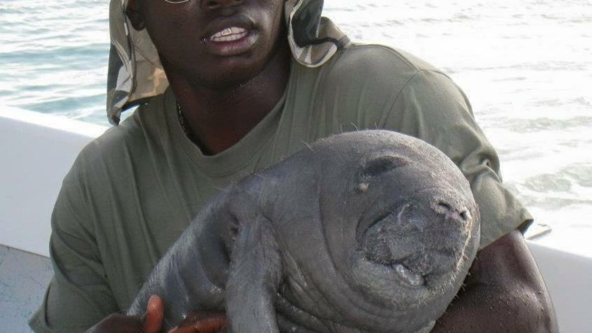 Jamal Galves: Advocating for the endangered Antillean manatee ...