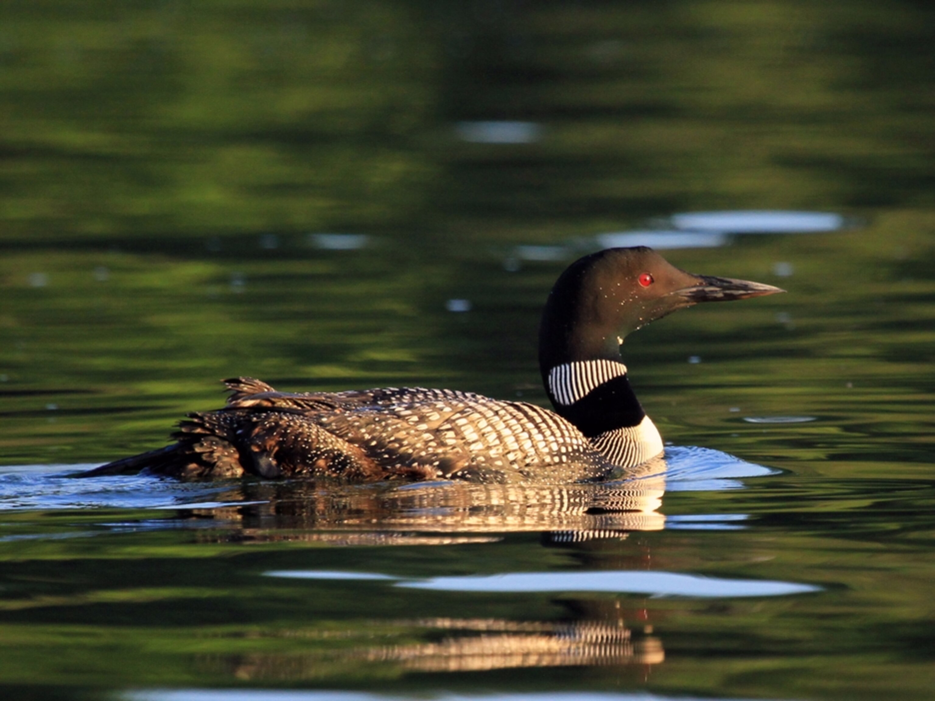 Freshwater Birds Pictures -- National Geographic