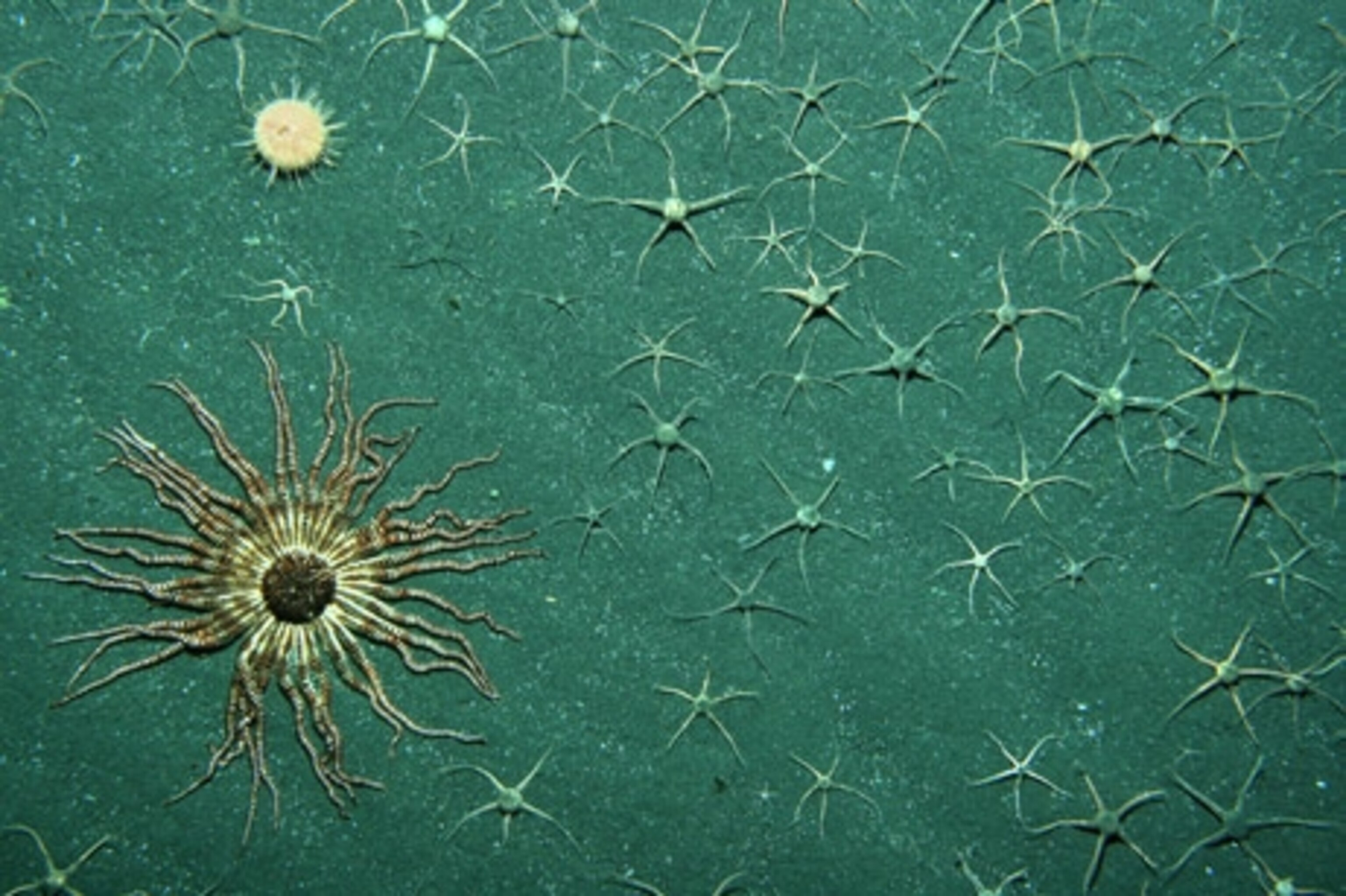 Giant, Unknown Animals Found off Antarctica