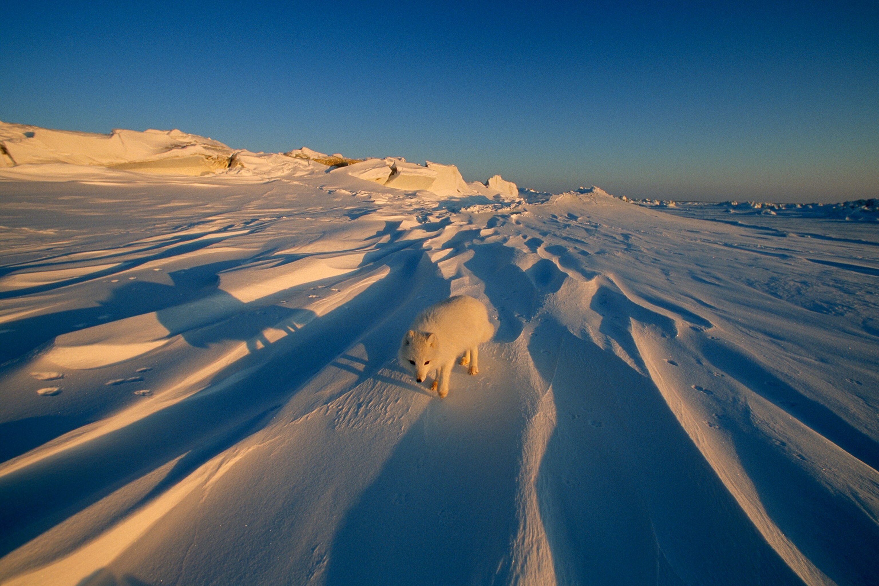 15 Pictures of Cute, Cuddly Animals Playing in the Snow