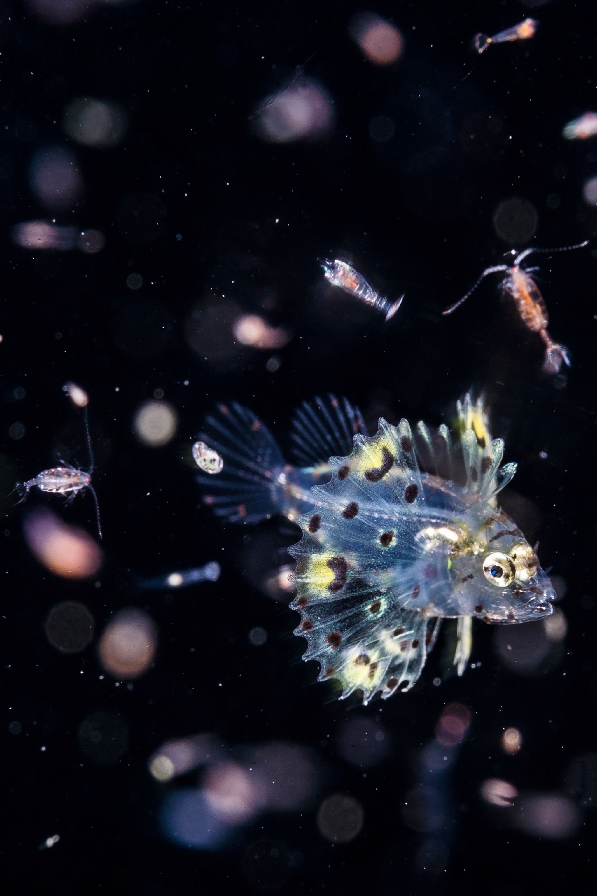 Meet the creatures of the deep, dark sea