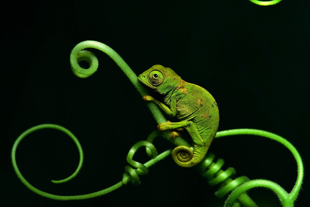 Camouflage Animals With Names