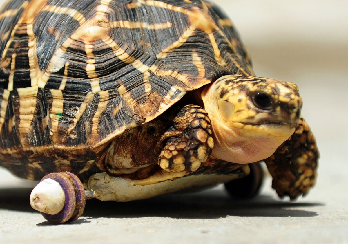 Amputee Tortoise Gets Moving With Wheels