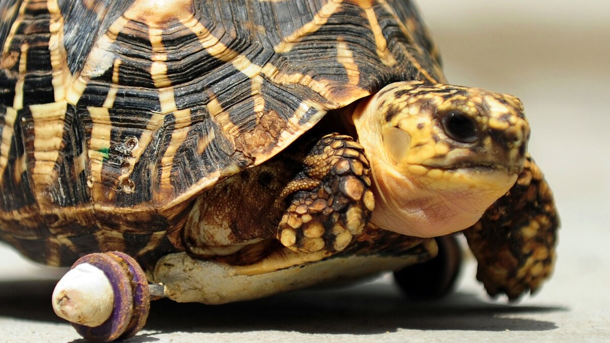 Amputee Tortoise Gets Moving With Wheels | National Geographic