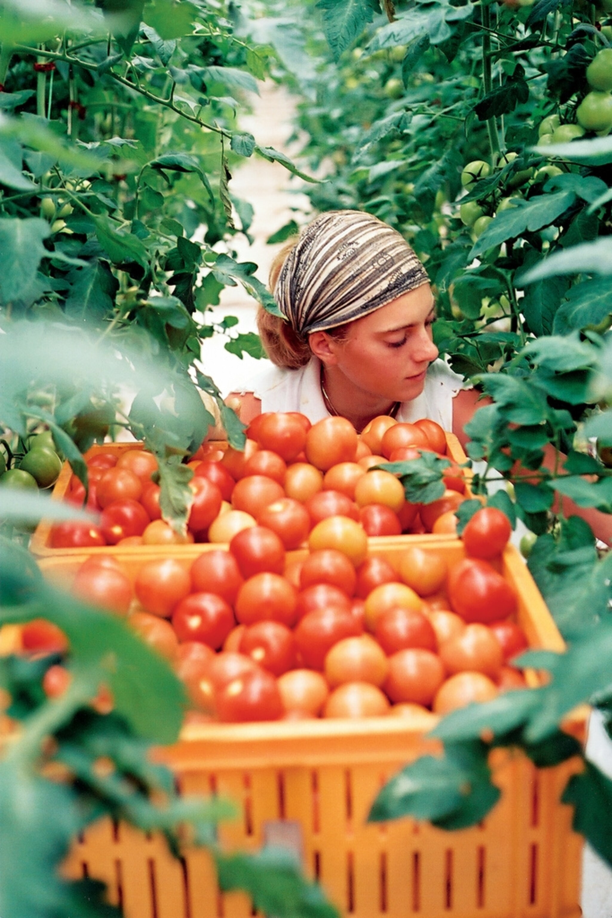 Veggie Family Secret: Tomatoes are Double First Cousins