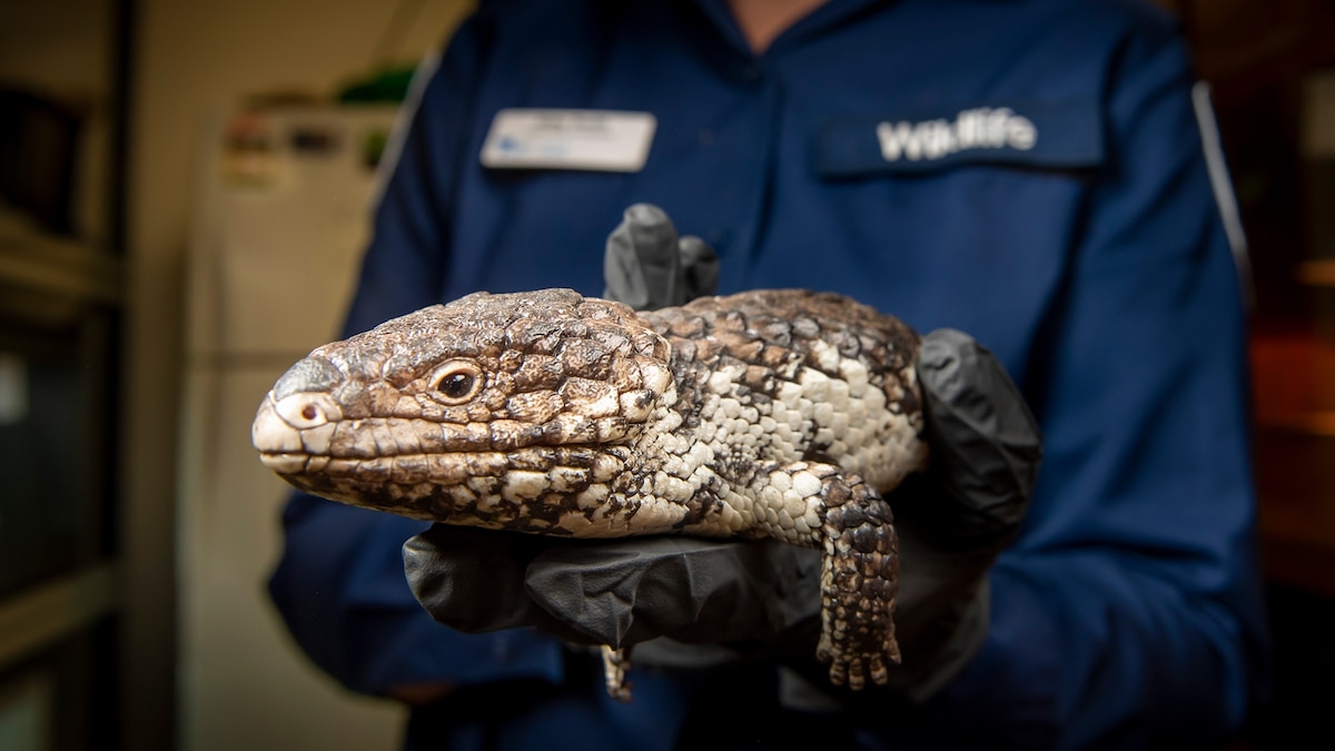 This ‘romantic’ lizard is one of Australia’s most trafficked animals ...