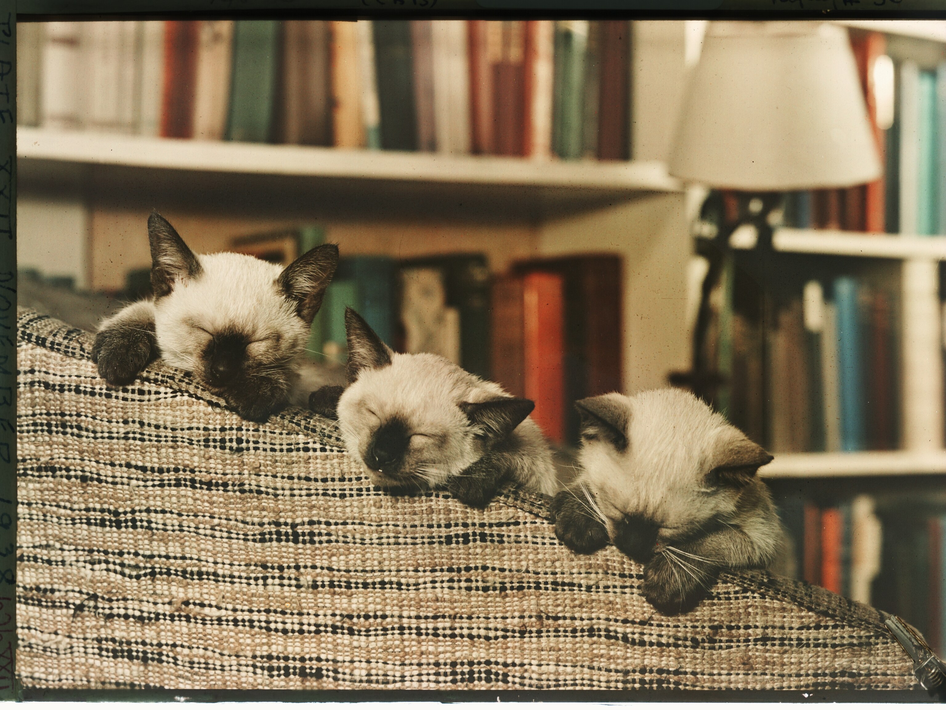 How Siamese cats change their colors
