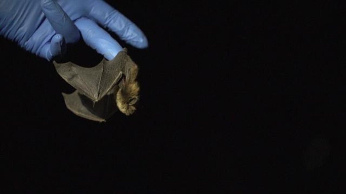 Killer Fungus That's Devastating Bats May Have Met Its Match | National ...