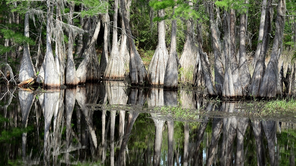 Florida by Land: Hike the Florida National Scenic Trail -- National ...