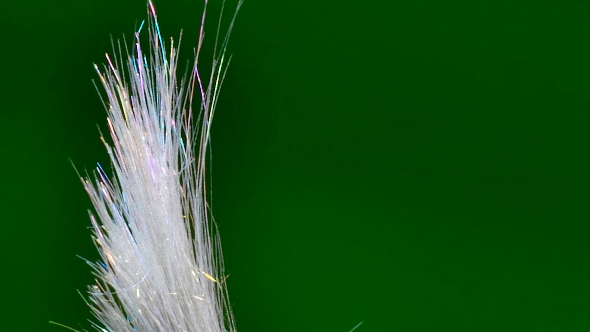Troll-Haired Mystery Bug Found in Suriname | National Geographic