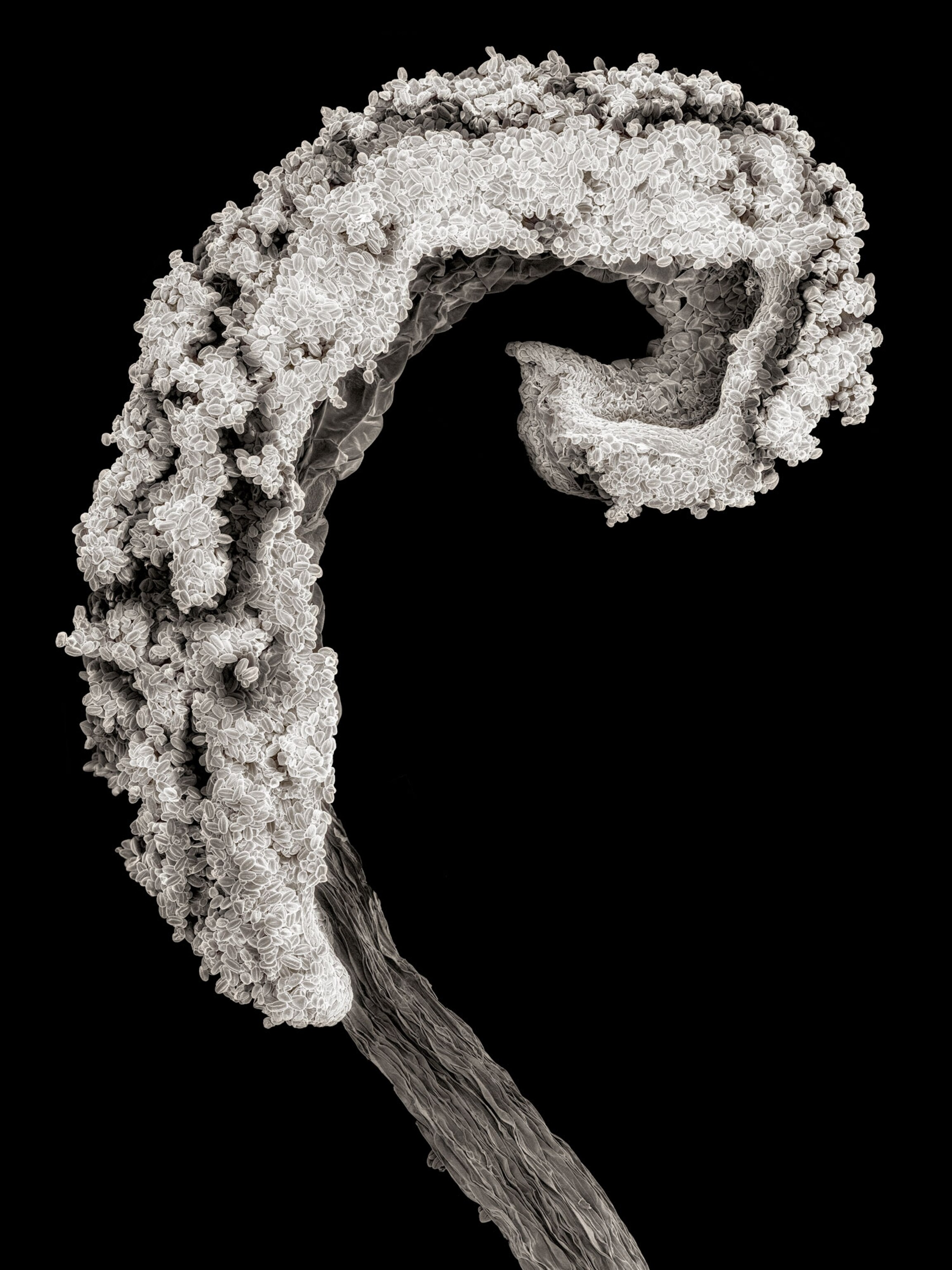The hidden beauty of the plants that feed the world