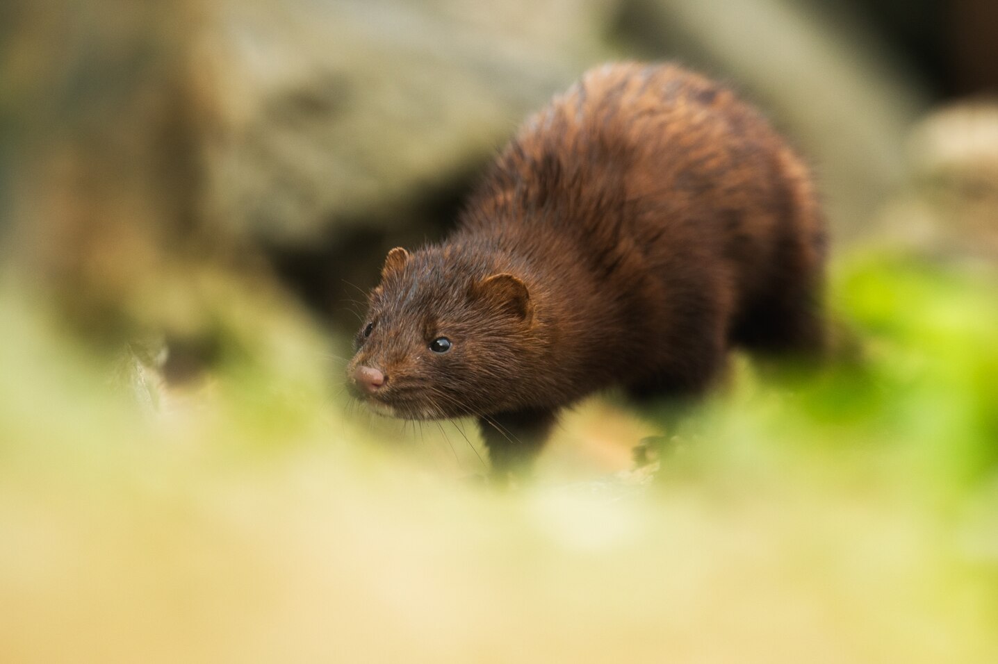 Mink Animal European Mink (Mustela Lutreola) – FaunaFocus