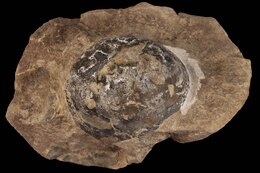 First Soft shelled Dinosaur Eggs Shed Light On Prehistoric Parenting