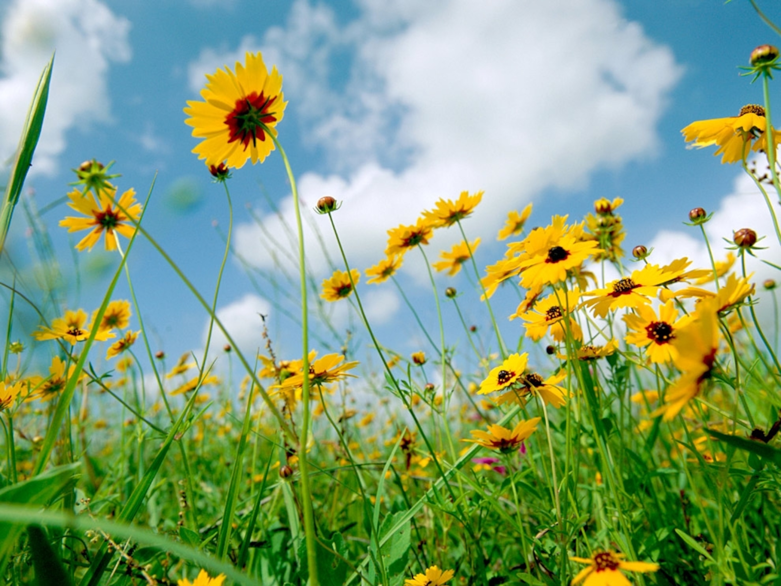Habitats -- Prairie Pictures, Wallpapers, Downloads -- National Geographic