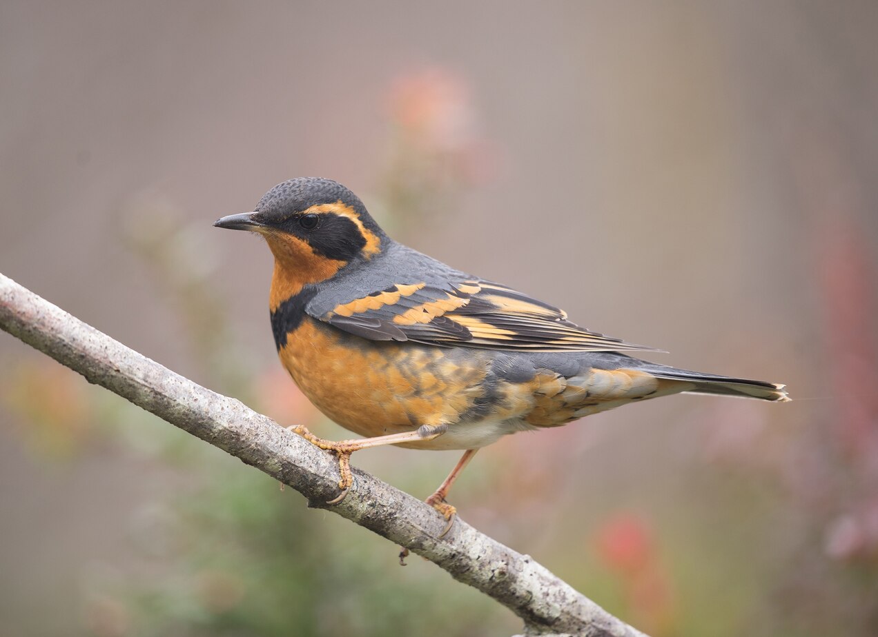 Varied Thrush Range