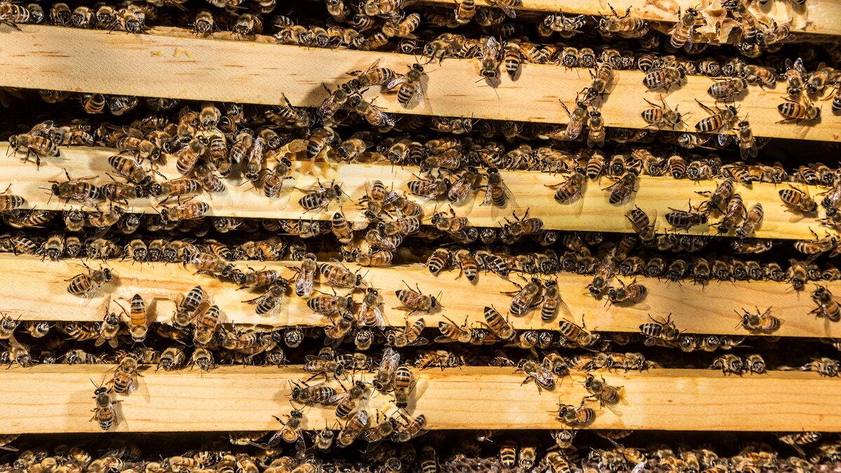Beekeepers Sweeten Solar Sites With the 'Tesla of Honey' | National ...