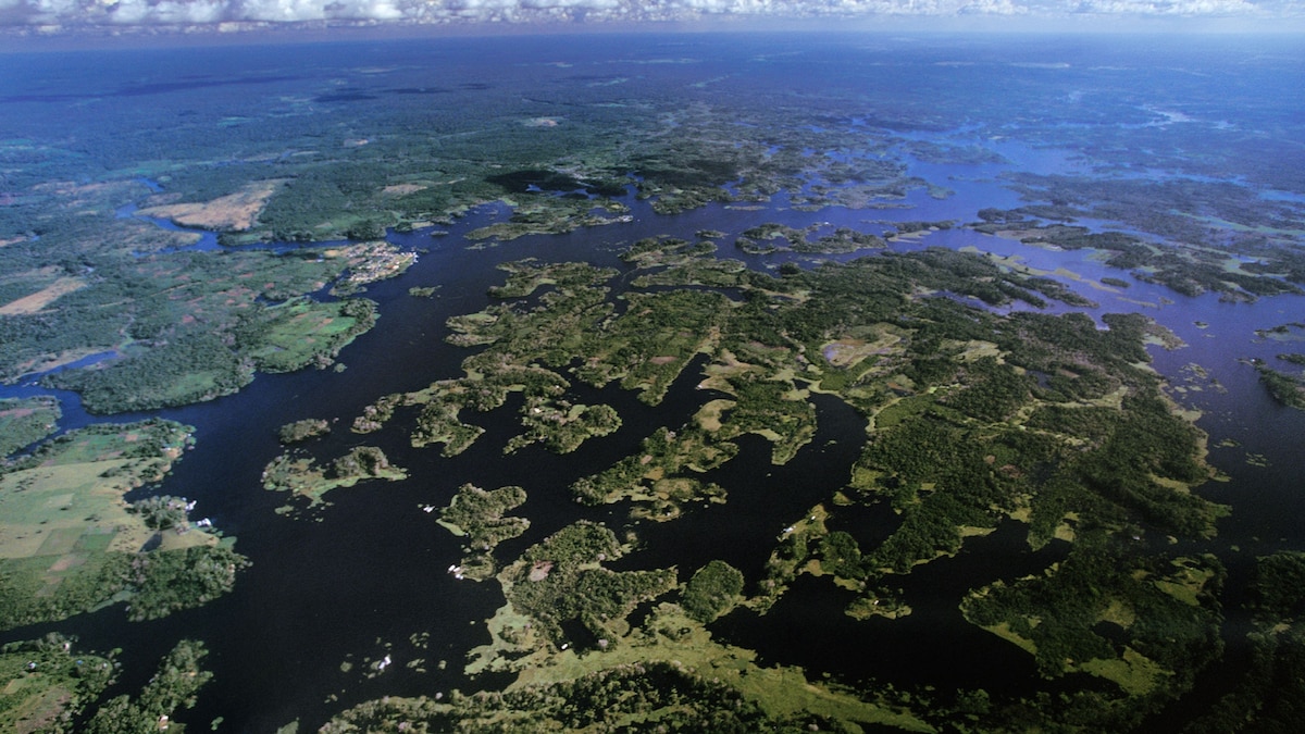 Trees release flammable methane—here's what that means for climate ...