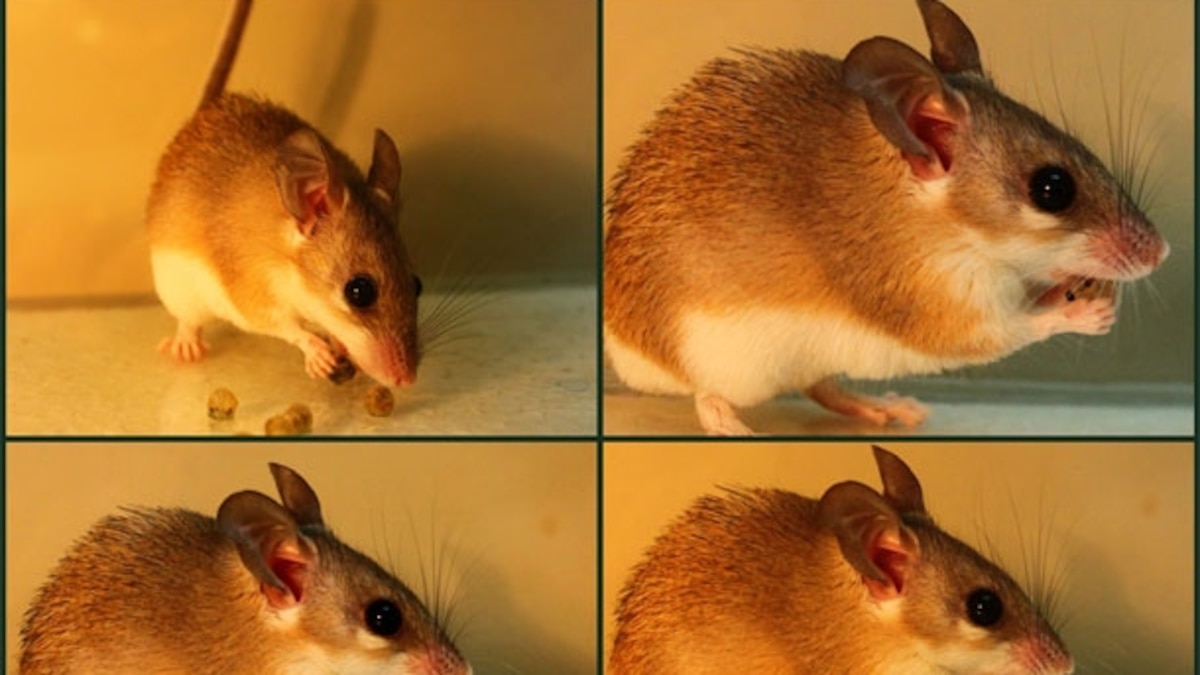 Plant uses chemical weapons to make mice spit out its seeds | National ...