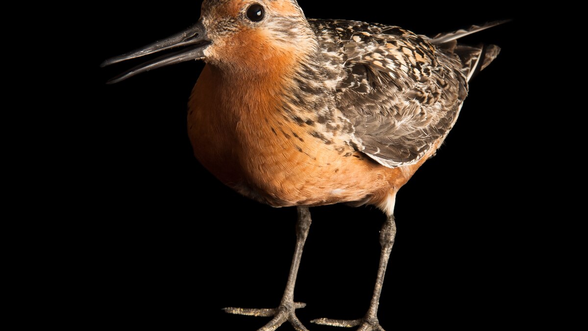 Can Long-Distance Migrating Shorebird Survive? | National Geographic