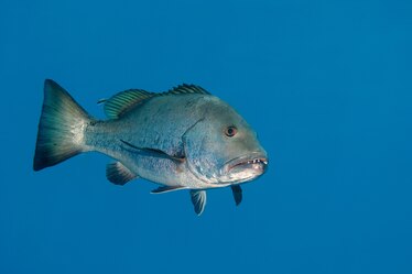 Dog Snapper | National Geographic