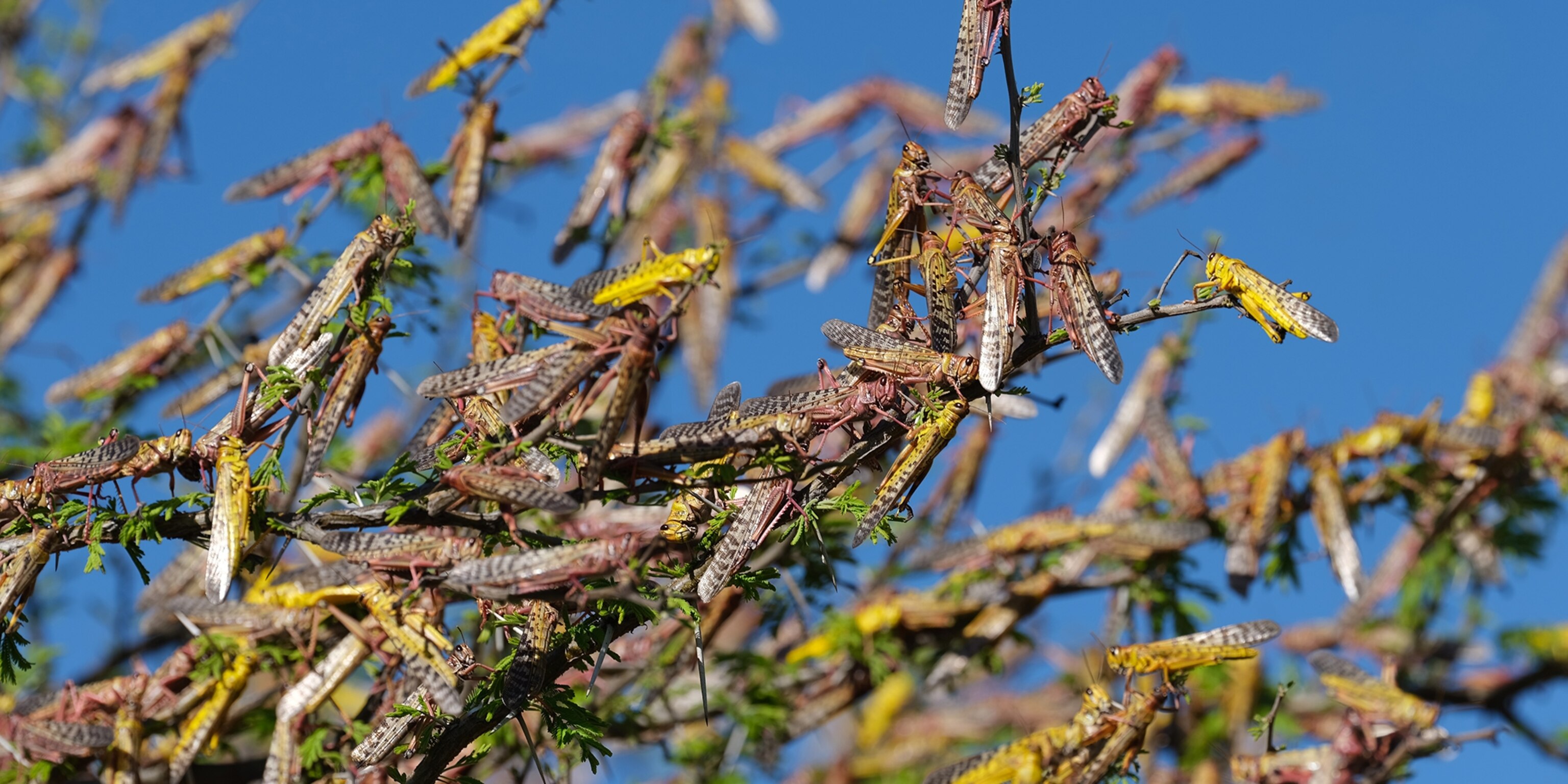 Swarm Insect Creating An Insect Swarm Using Shape Keys & Particles