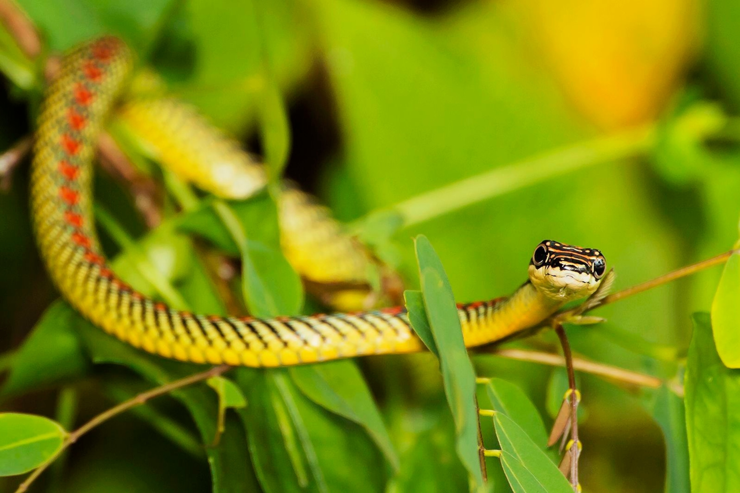 Flying Serpent