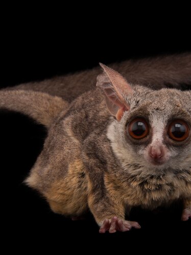 Bush babies | National Geographic