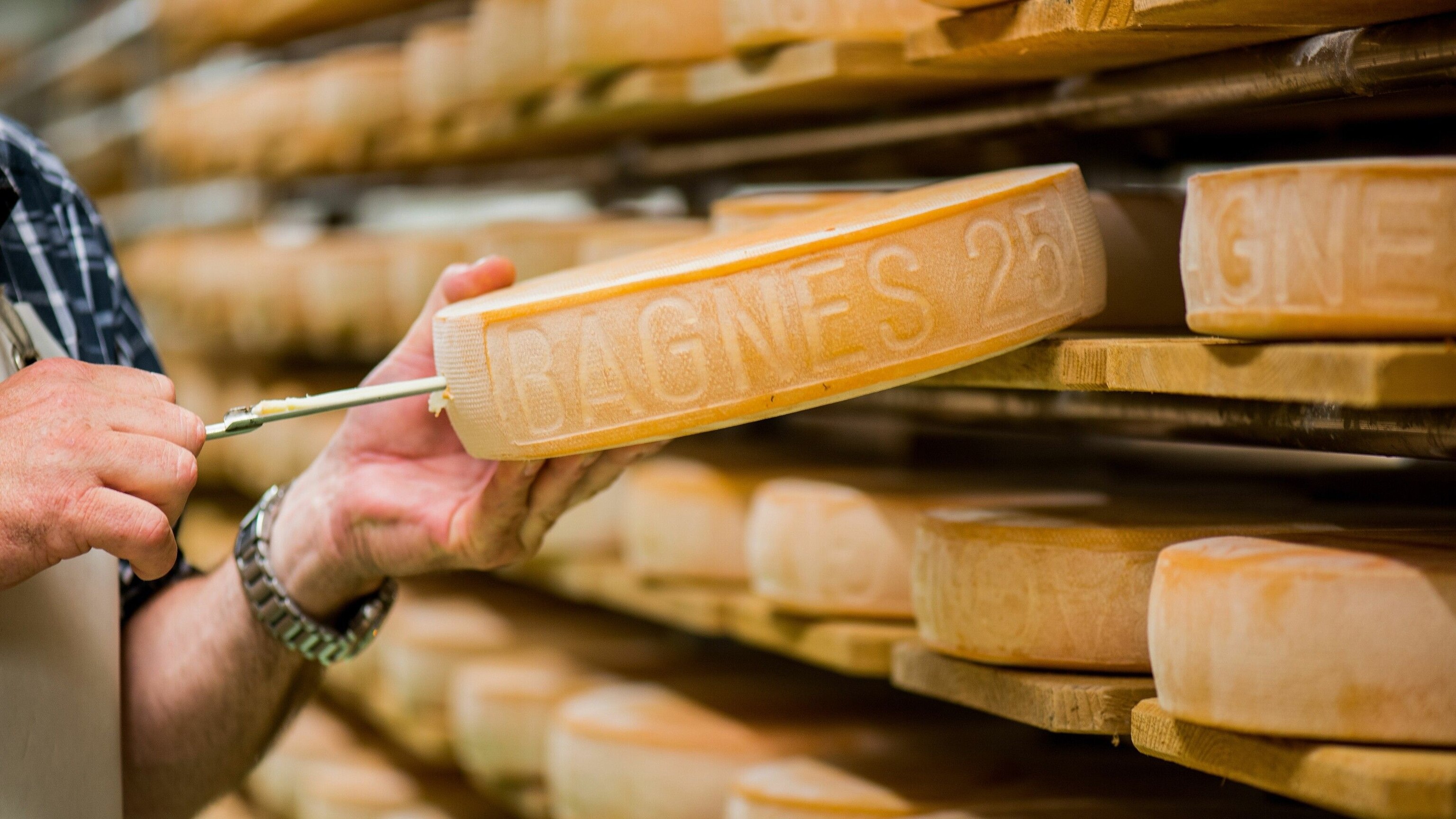 French Giant Cheese Wheel