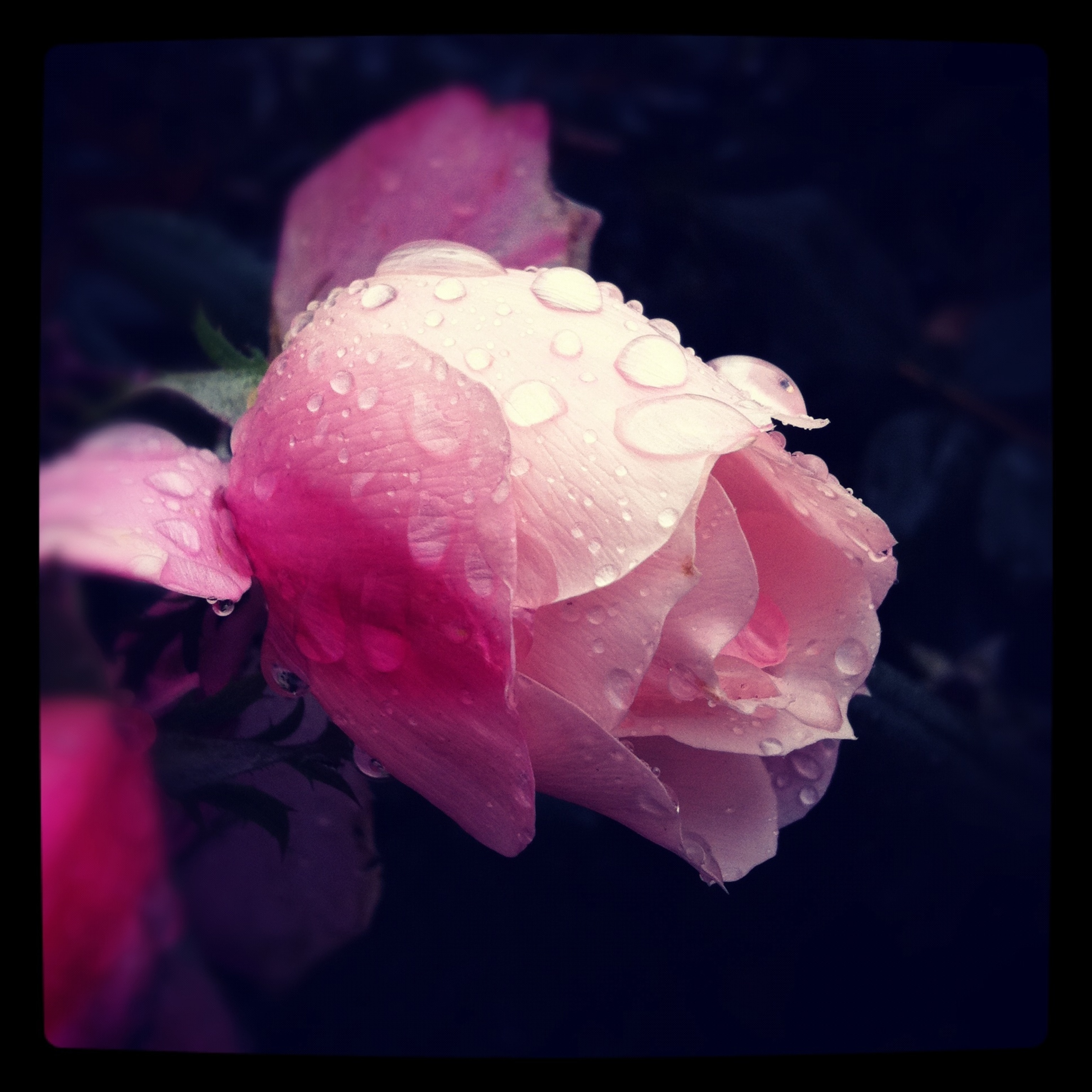 HOME | National Geographic