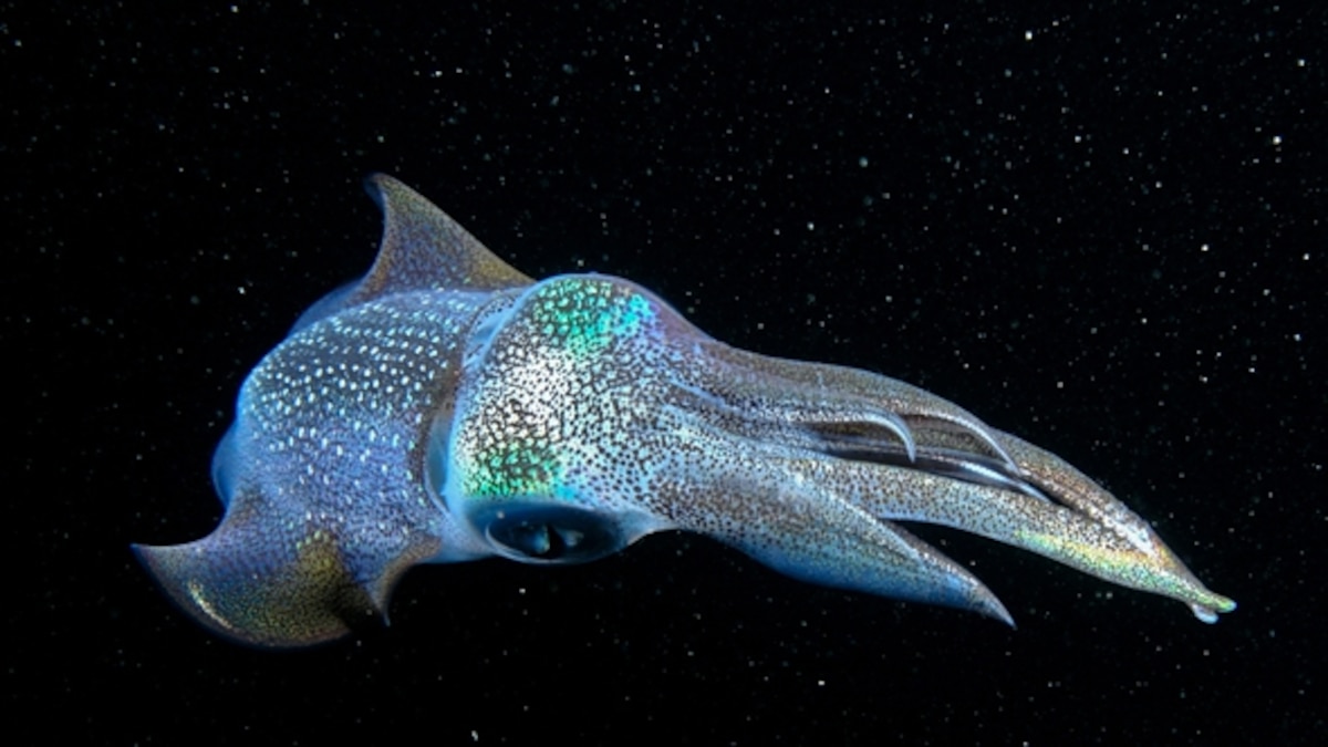 Can You Make the Cut? | National Geographic