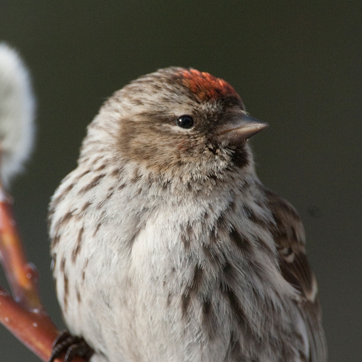 Common Redpoll | National Geographic