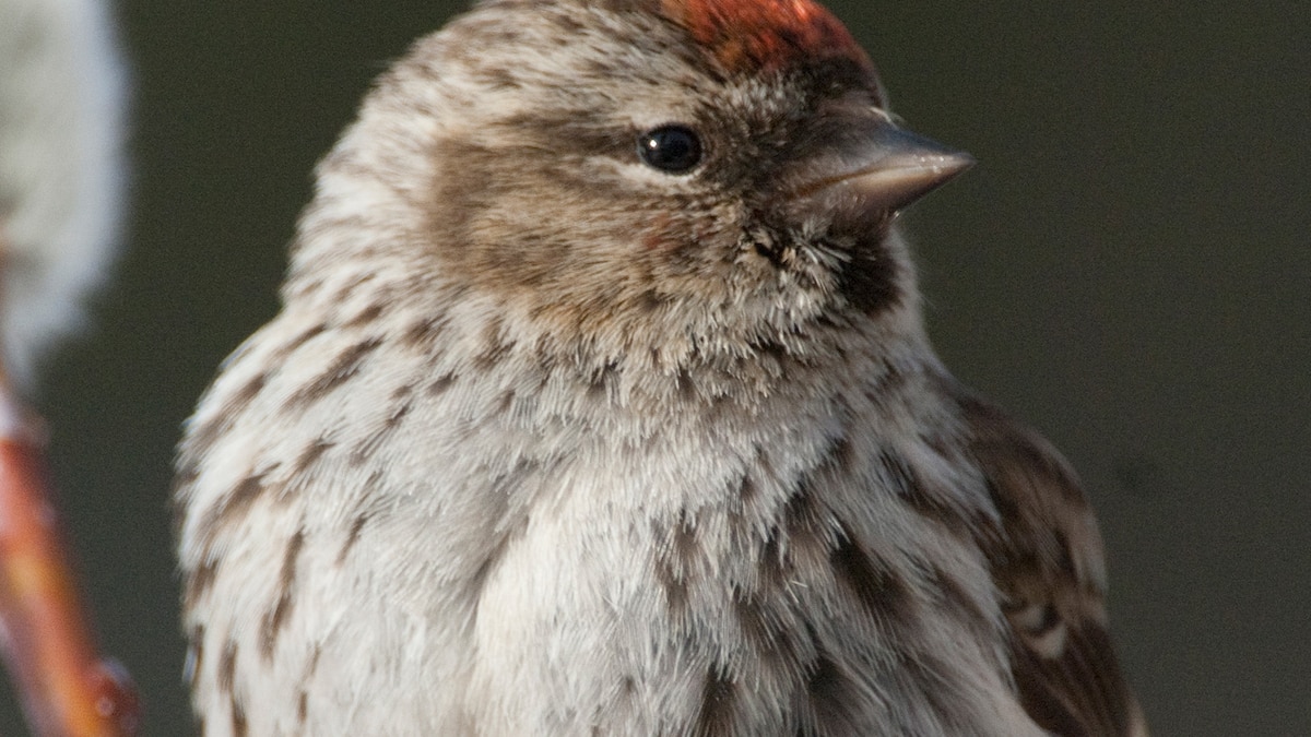 Common Redpoll | National Geographic