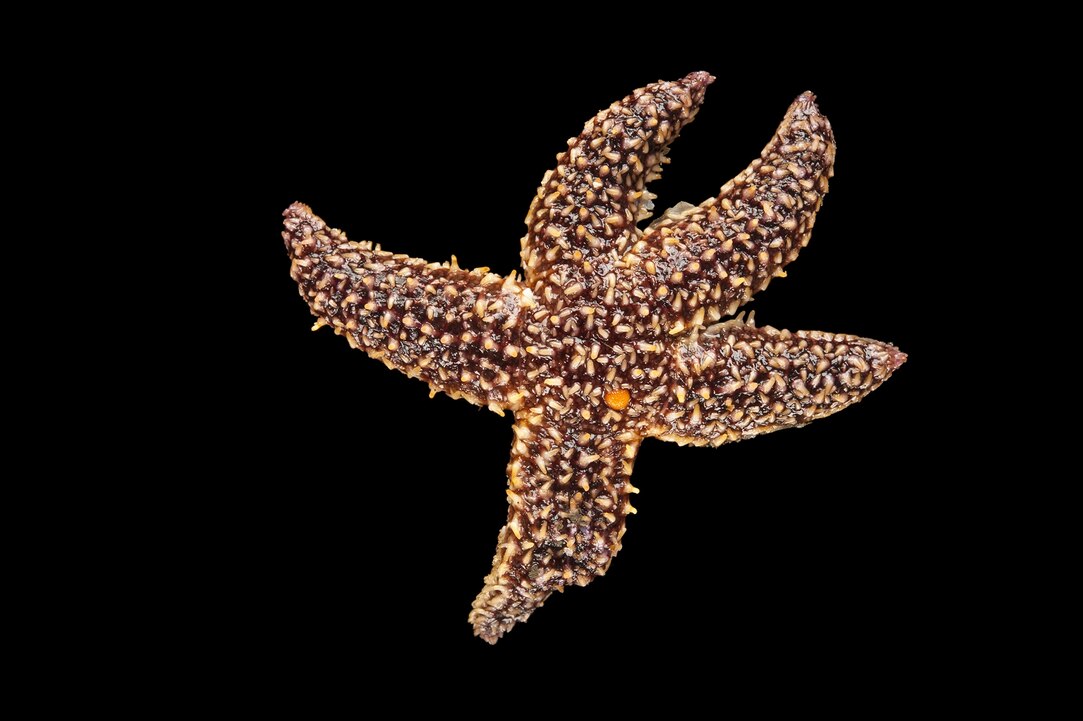Images Of Star Fish For Drawing New Student Starfish (SpongeBob