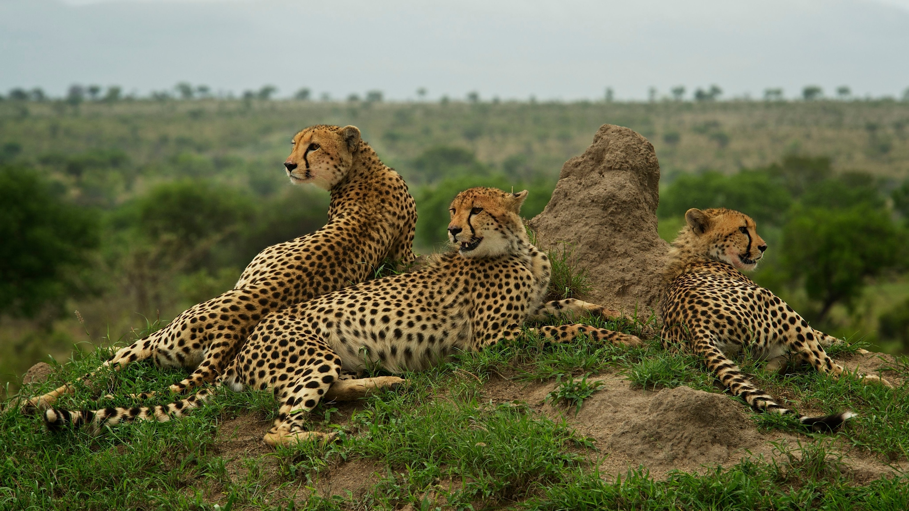 Cheetah-Dog Friendship Isn't As Strange As It Sounds