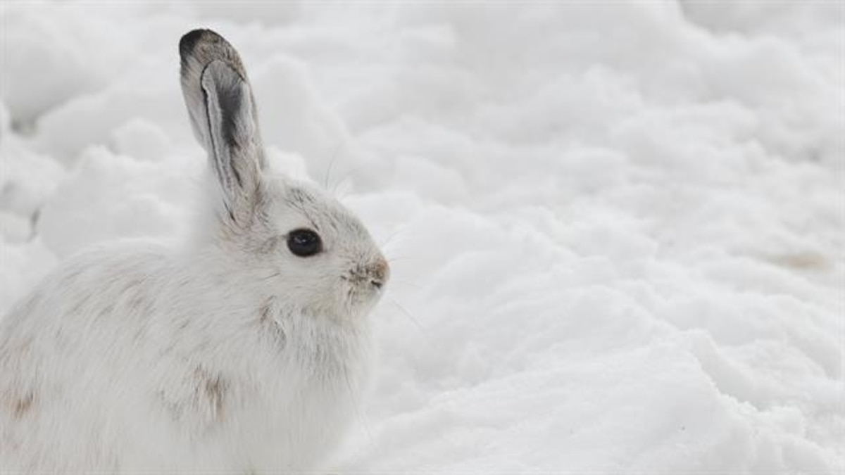 How Color-Changing Animals Are Rebelling Against Climate Change ...