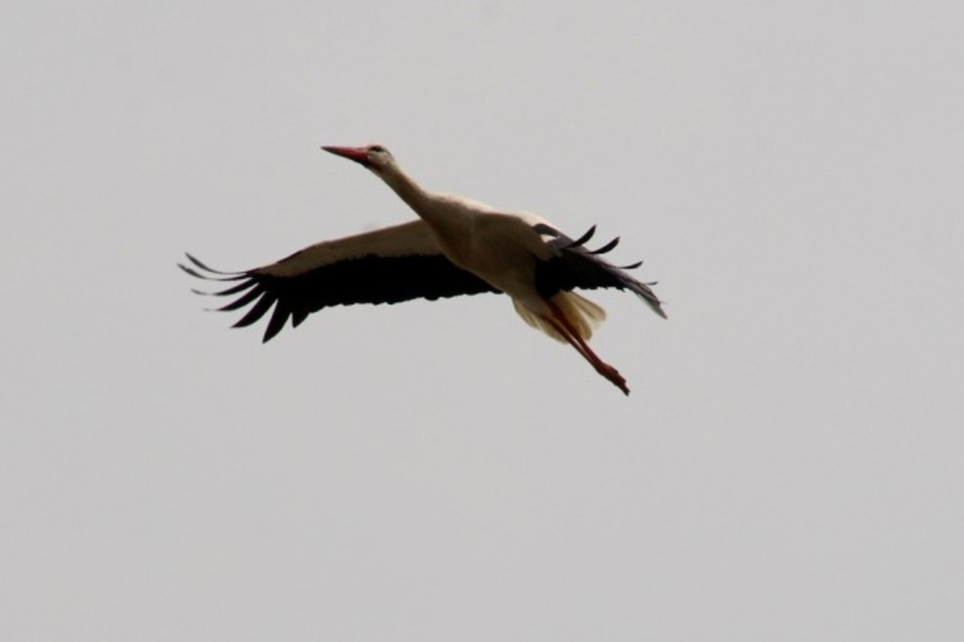 Legend of the Killer Storks