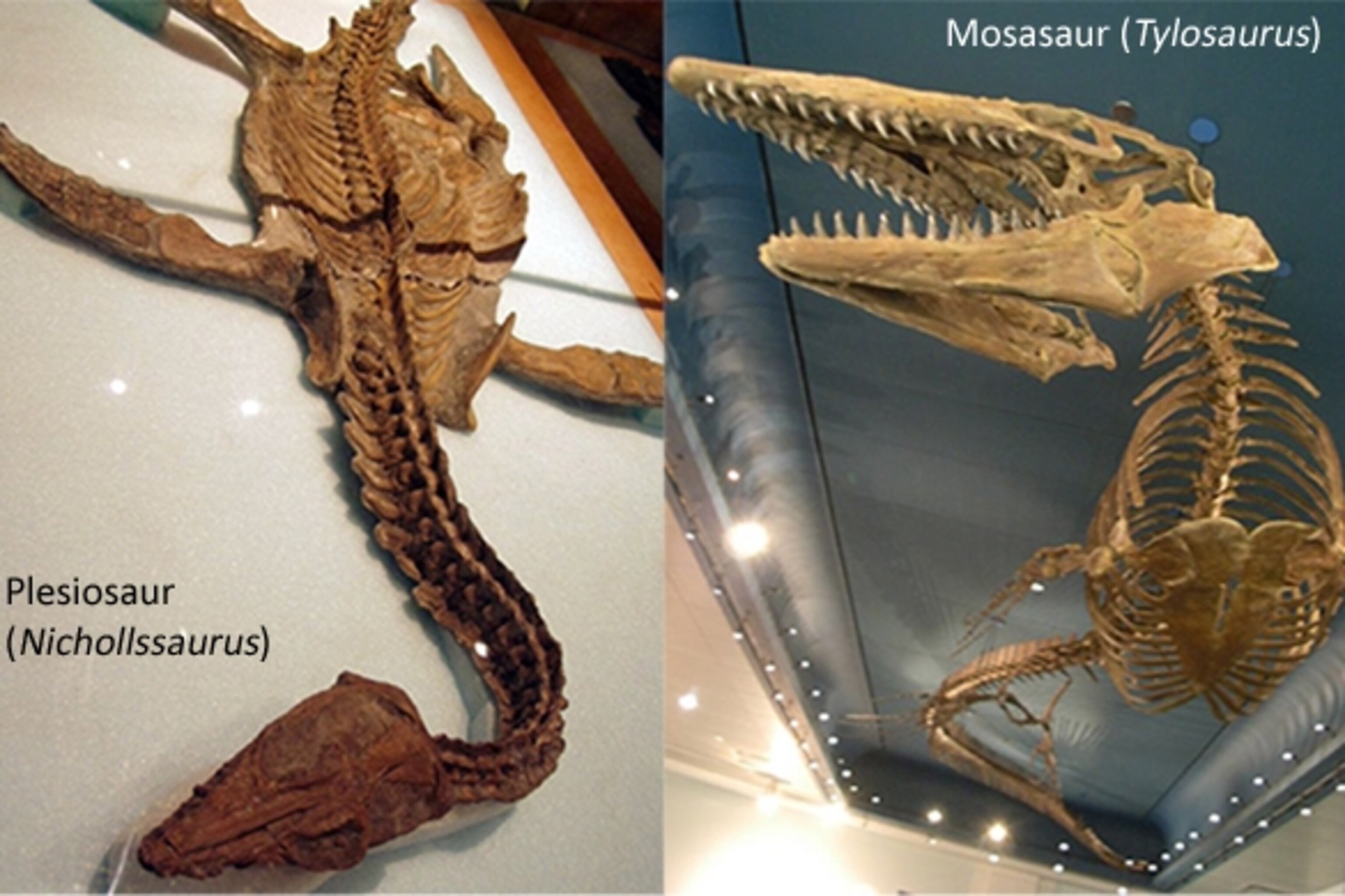 Prehistoric sea dragons kept themselves warm