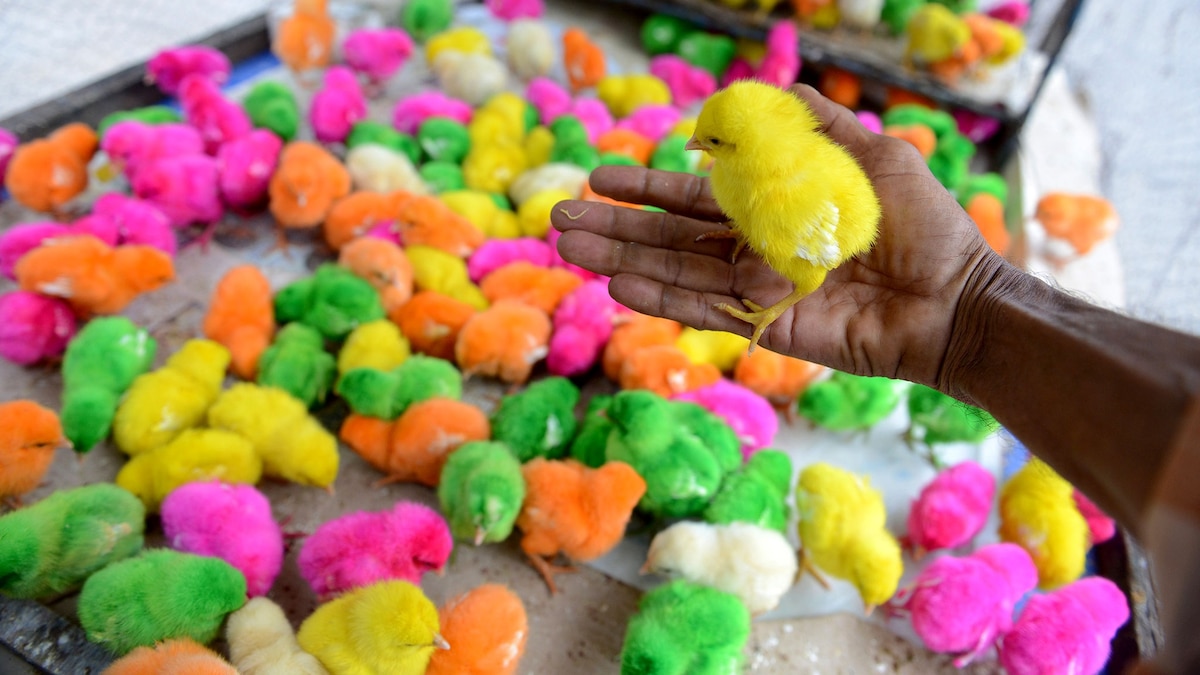 Dyed but Alive, Disguised Birds Skirt Laws and Fetch High Prices ...