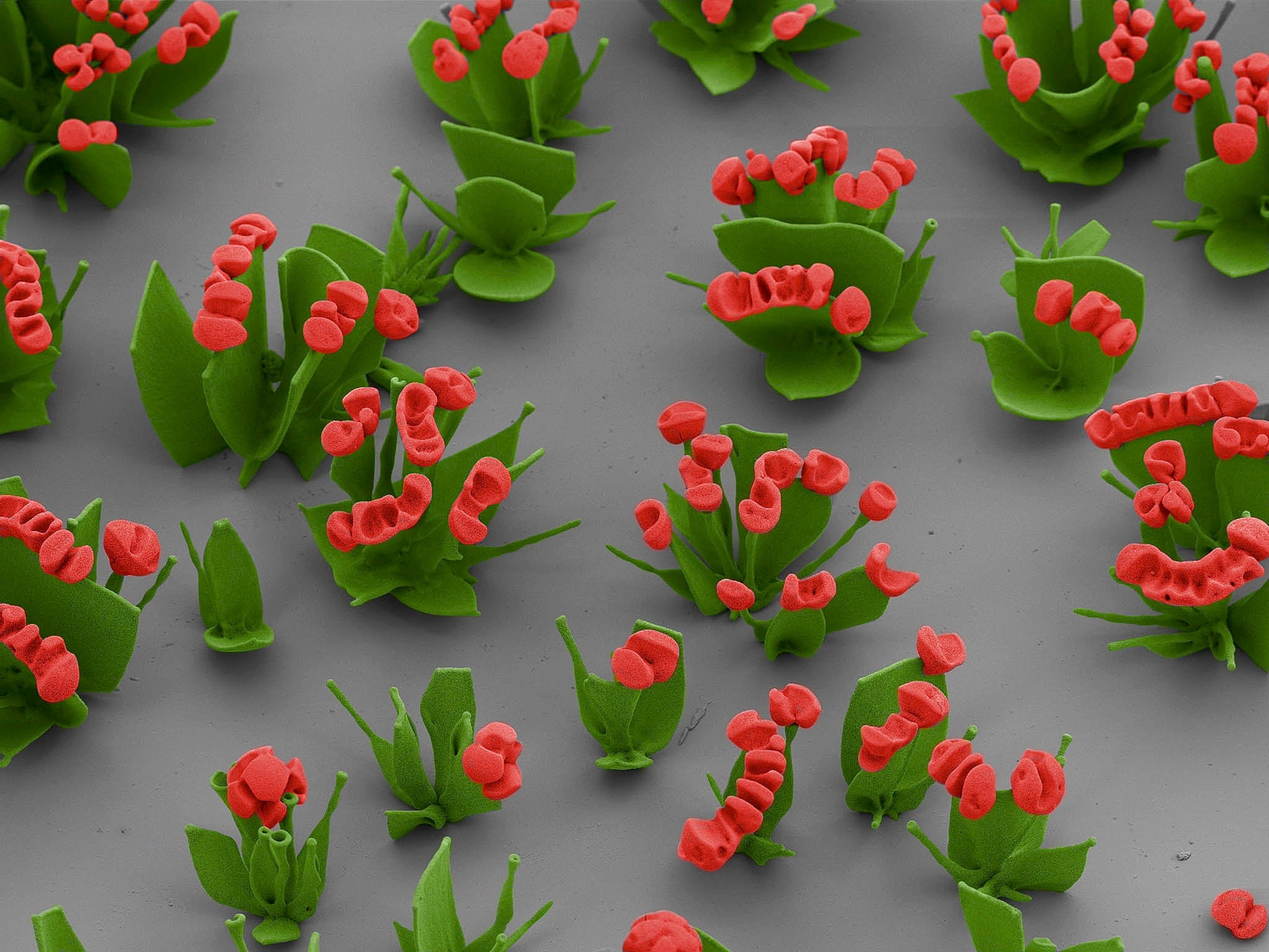 Pictures: Nano "Flowers" Created in Lab
