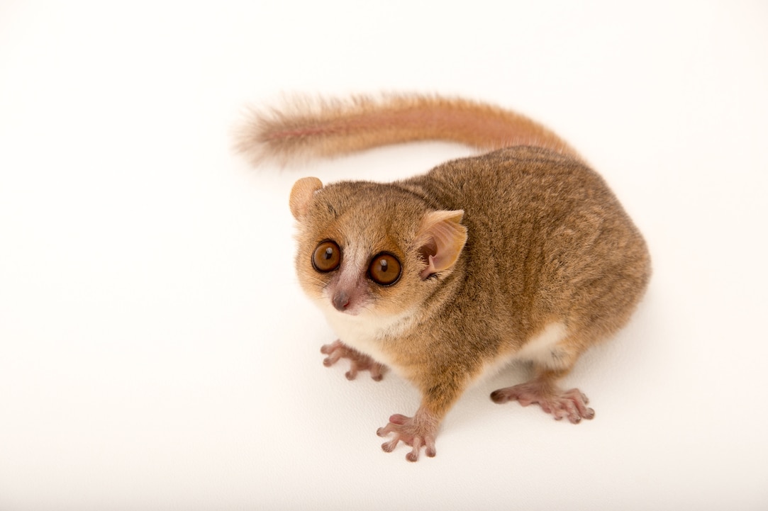 Pygmy Lemur