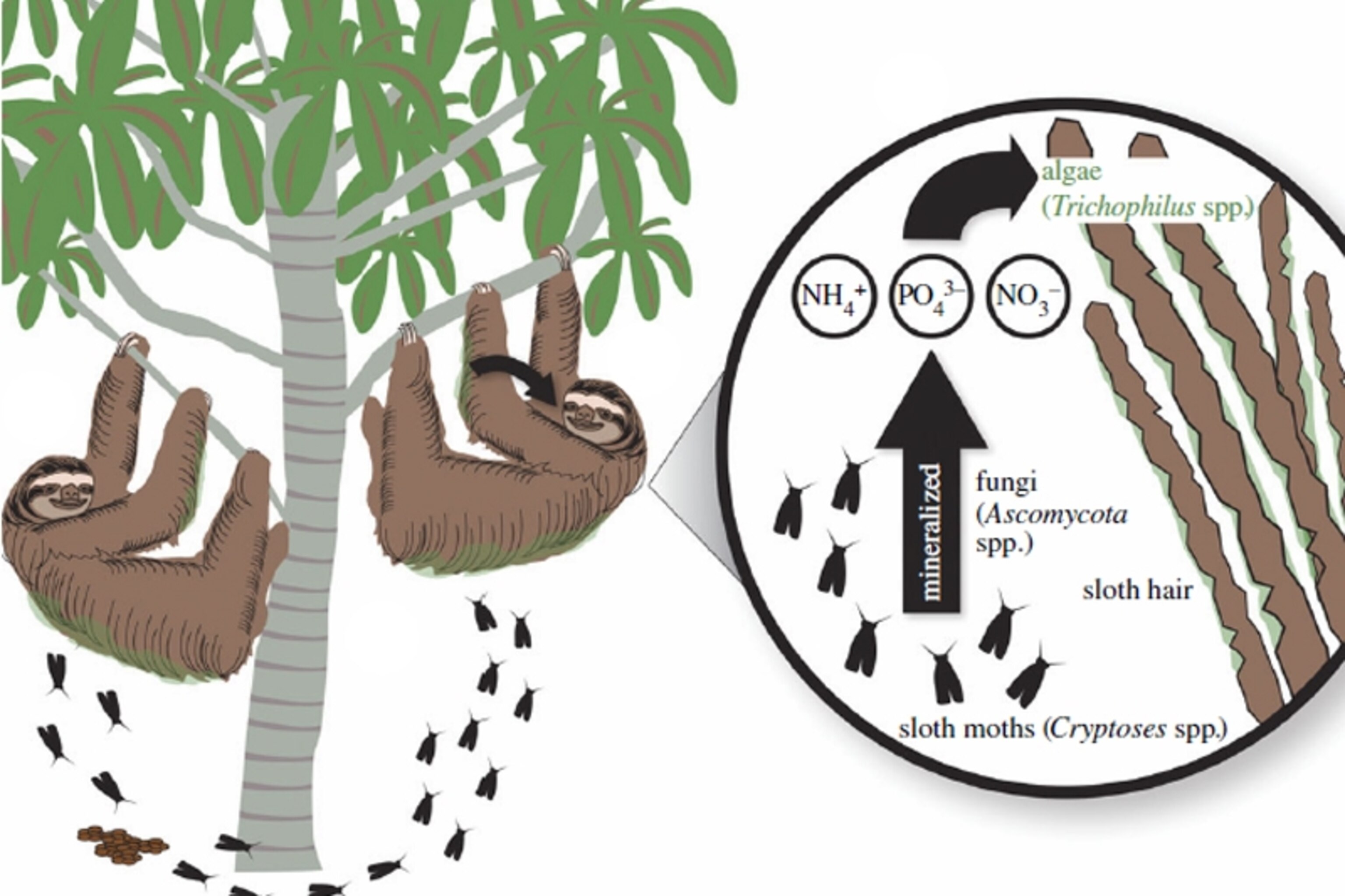 Can Moths Explain Why Sloths Poo On the Ground?