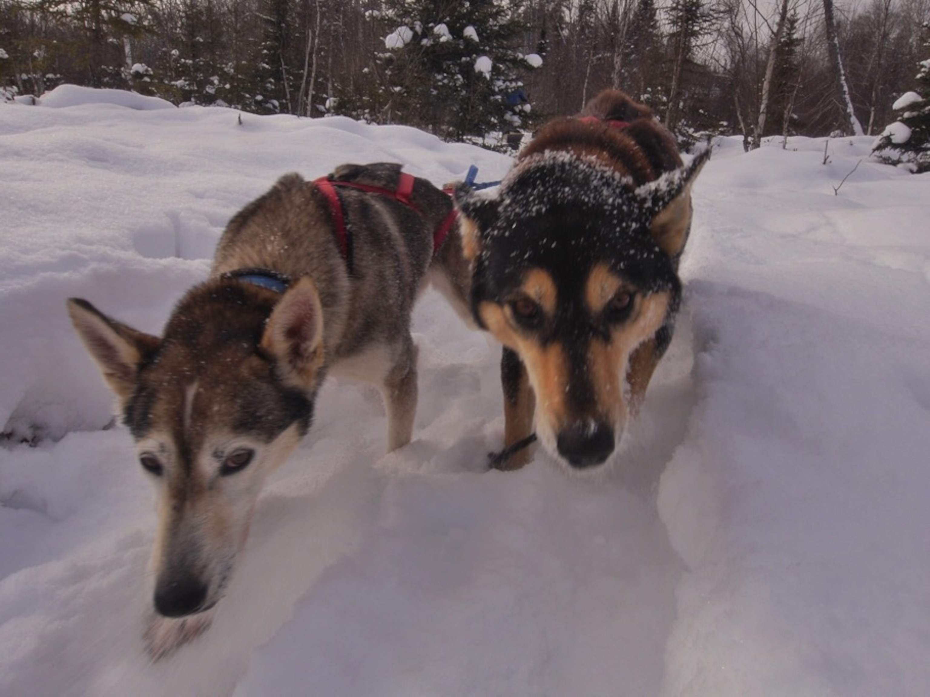 A Year in the Wilderness: Followed by Wolves – Week 16, Post 9 ...