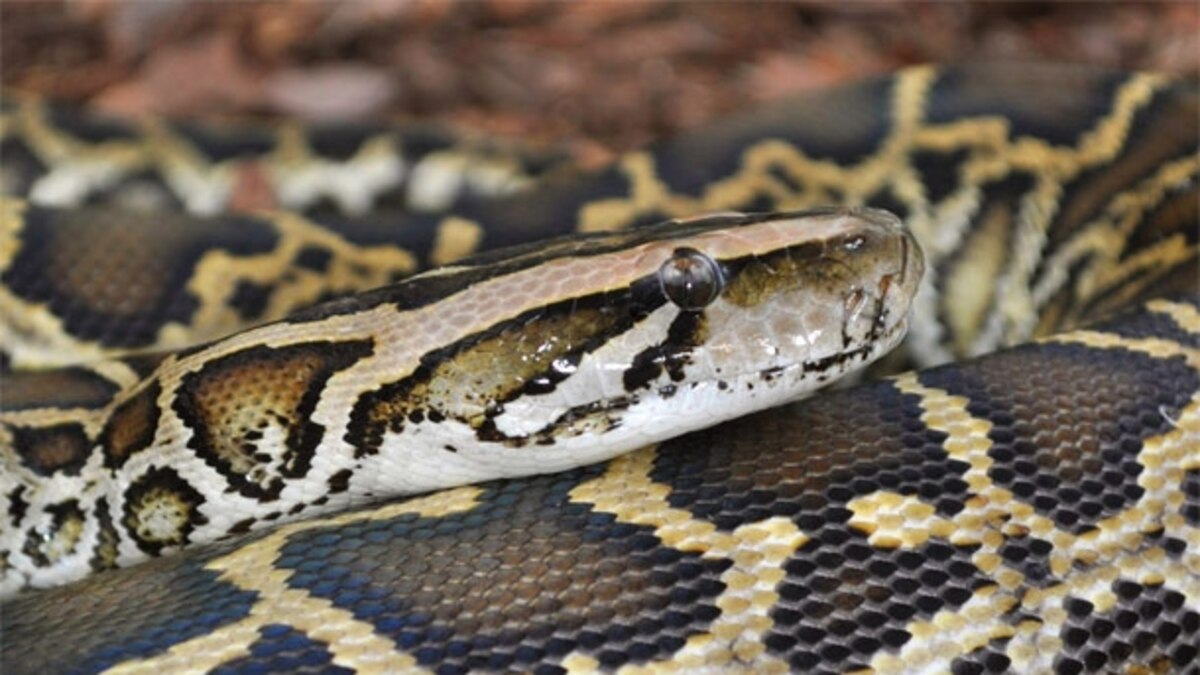 A recipe for growing bigger hearts, found in the blood of pythons ...