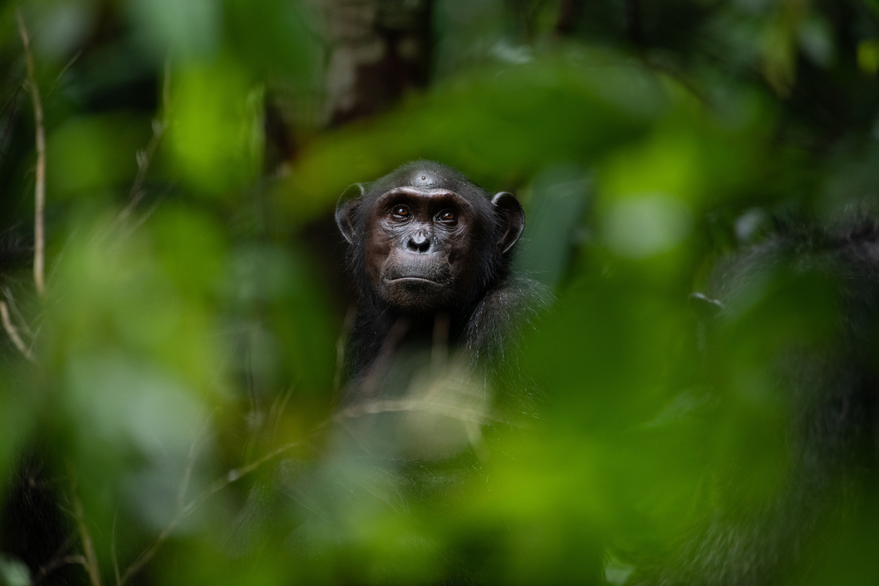 See rare photos of chimpanzees treating their wounds with insects