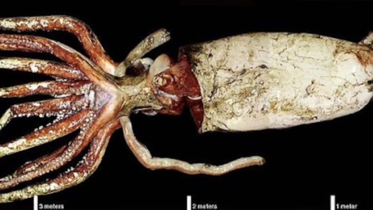 The Squid and the Ape | National Geographic